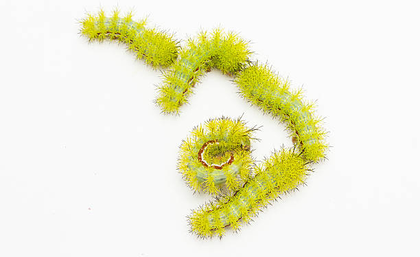 io-moth Premium Photos, Pictures and Images by Istock