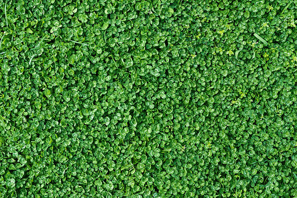 Clover Field Pictures | Download Free Images on Unsplash