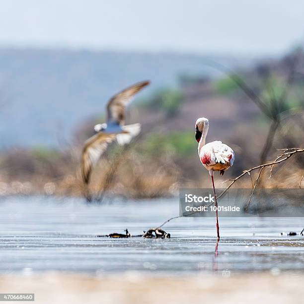 Flamingo특별형 직무입니다 및 플라잉 홍학에 대한 스톡 사진 및 기타 이미지 홍학 0명 2015년 Istock