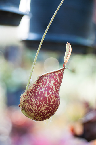 Nepenthes 또는 원숭이 컵 2015년에 대한 스톡 사진 및 기타 이미지 2015년 고기 곤충 Istock