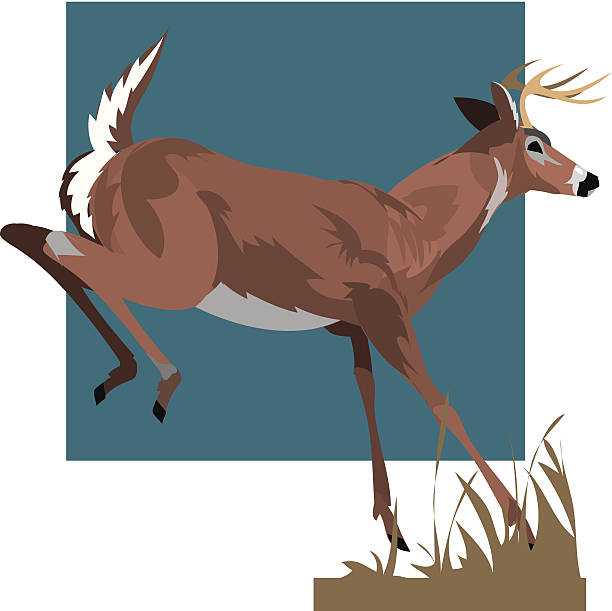[90] White tail deer Clipart Vector PNG , SVG, EPS, PSD, AI