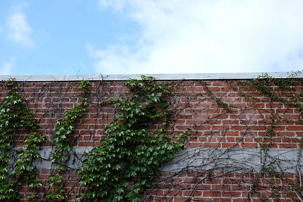 Free Stock Photo of Vine Growing on Side of Building | Download Free ...