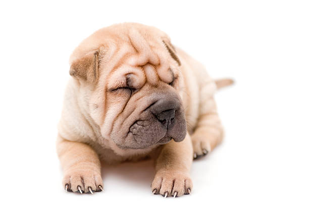 60+ Shar Pei And A French Bulldog Puppy Stock Photos, Pictures ... 60+ Shar Pei And A French Bulldog Puppy Stock Photos, Pictures ...