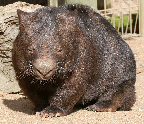 Wombat Pictures | Download Free Images on Unsplash