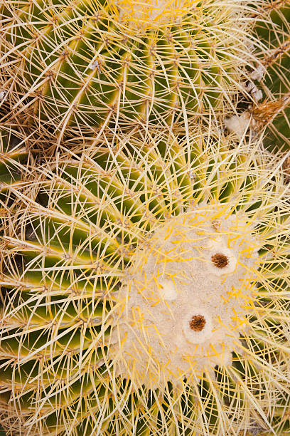 Catus Pictures | Download Free Images on Unsplash