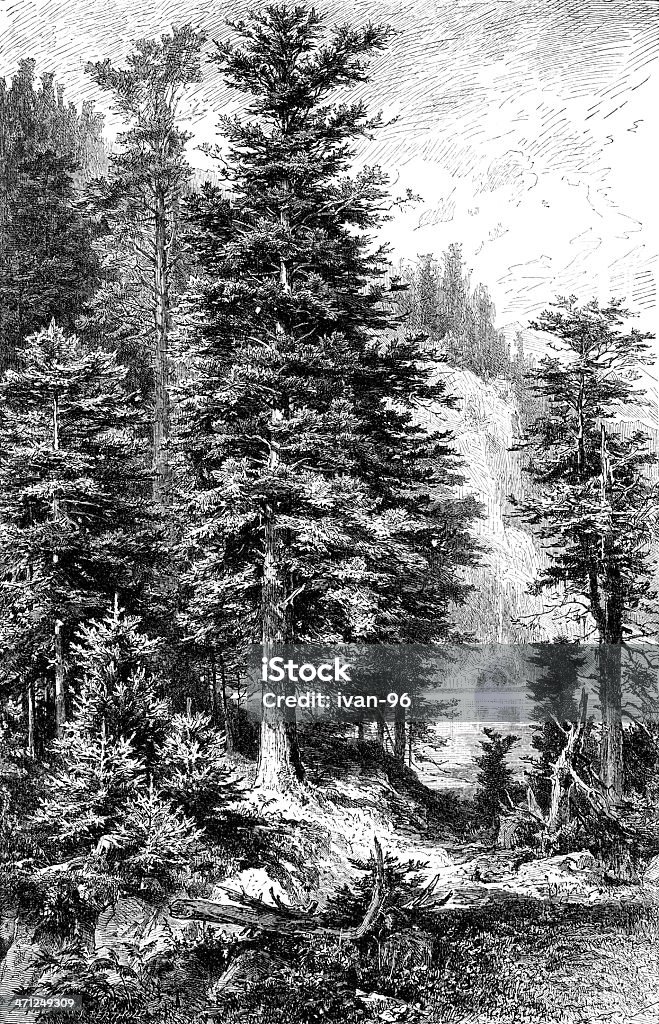 Pohon Cemara Ilustrasi Stok Unduh Gambar Sekarang Gambar Yang