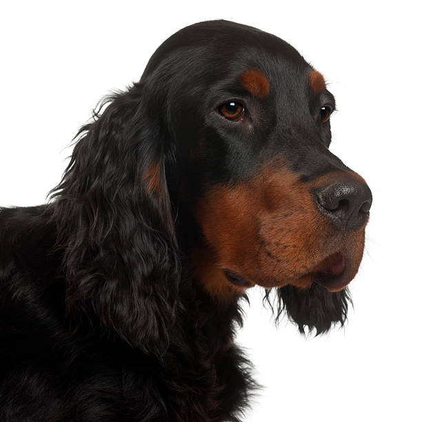 Dog Gordon Setter Animal - Free photo on Pixabay