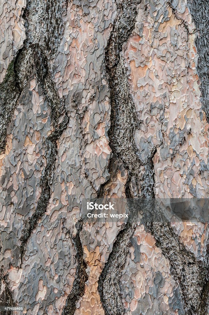 Pohon Pinus Menggonggong Struktur Bingkai Penuh Latar Belakang Alam Foto Stok Unduh Gambar