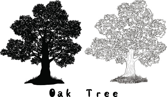 Oak Tree Silhouette Contours And Inscriptions向量圖形及更多橡樹圖片 橡樹 側影 矢量圖