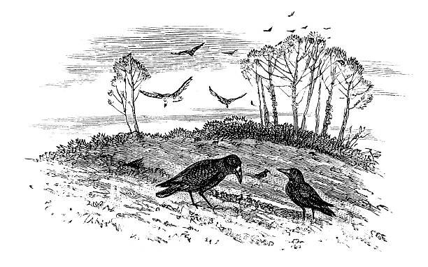 30+ Flock Rooks Stock Illustrations, Royalty-Free Vector Graphics ... 30+ Flock Rooks Stock Illustrations, Royalty-Free Vector Graphics ...