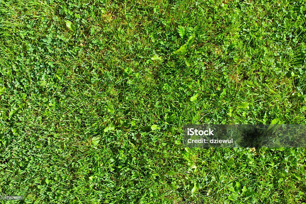 Grassy Field Top View