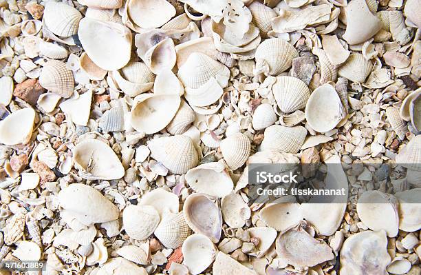 Sea Shells 커버 배경기술 껍데기에 대한 스톡 사진 및 기타 이미지 껍데기 모래 바다 Istock
