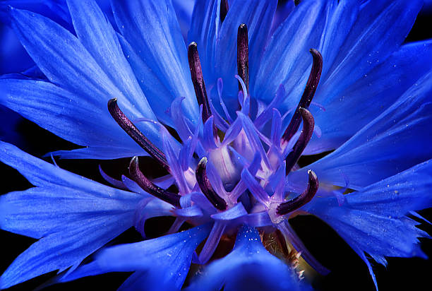 Free Stock Photo of Stunning closeup of a unique blue flower | Download ...