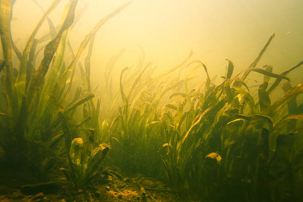 Best Underwater Plants Pictures [HD] | Download Free Images on Unsplash