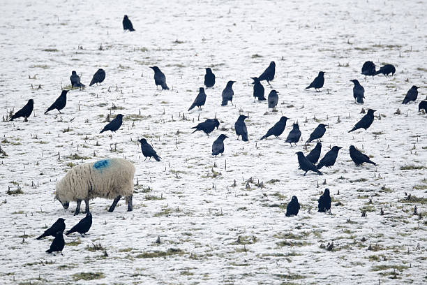 540+ Flock Rooks Stock Photos, Pictures & Royalty-Free Images - iStock 540+ Flock Rooks Stock Photos, Pictures & Royalty-Free Images - iStock