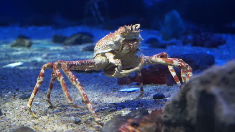270 Kepiting Raja Alaska Foto Foto Video Stok Dan Rekaman Bebas Royalti Istock