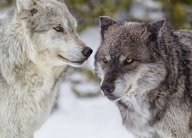 Two Animals Pictures | Download Free Images on Unsplash
