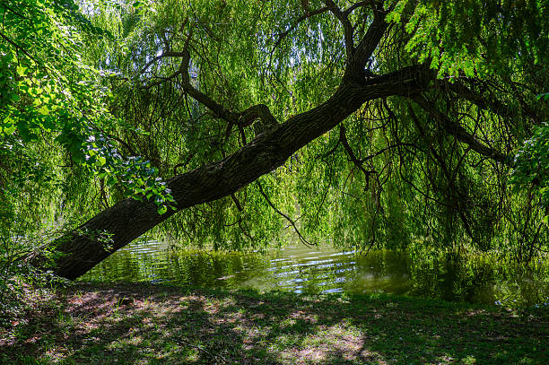 Free picture: A willow trees (Salix) in the lake near coast with ...
