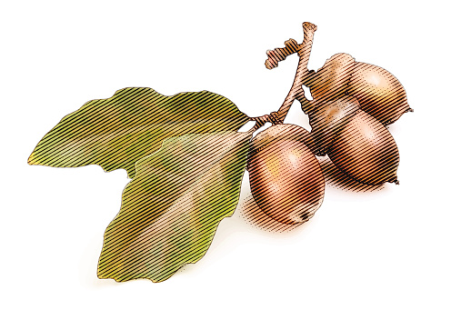 Acorns 및 참나무 잎 도토리에 대한 스톡 벡터 아트 및 기타 이미지 도토리 취명아주 새긴 이미지 Istock