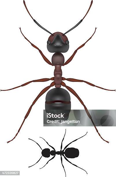 Ant 개미에 대한 스톡 벡터 아트 및 기타 이미지 개미 곤충 바로 위 Istock