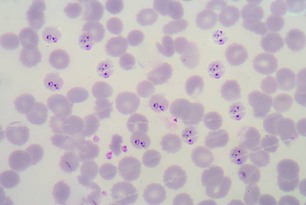 Imagem gratuita: Fotomicrografia, plasmodium malariae, macrogametocyte