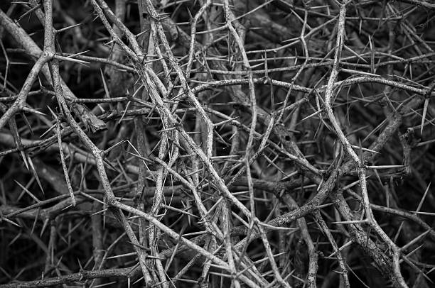 Thorn Bush Pictures | Download Free Images on Unsplash