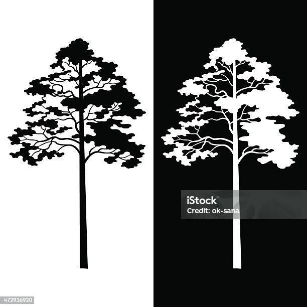 Pohon Pinus Siluet Hitam Dan Putih Ilustrasi Stok - Unduh Gambar ... Pohon Pinus Siluet Hitam Dan Putih Ilustrasi Stok - Unduh Gambar ...