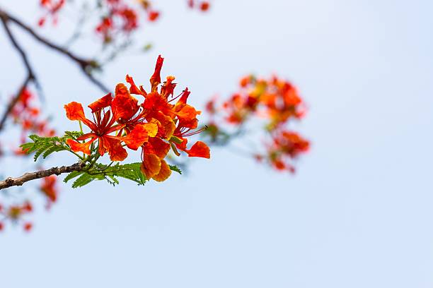 30,000+ Gulmohar Flower Pictures | Download Free Images on Unsplash