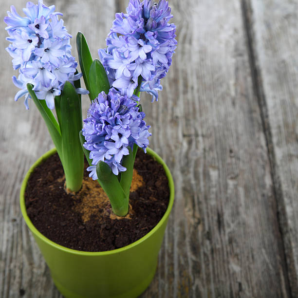 Grape Hyacinths Miners Pearl - Free photo on Pixabay