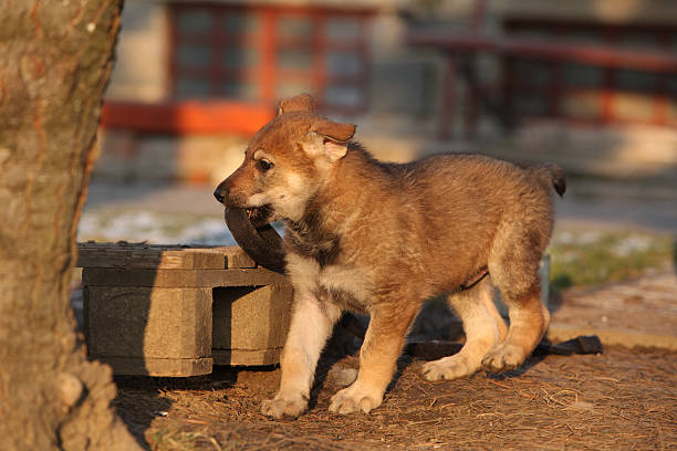 White Czechoslovakian Wolfdog Puppy White Czechoslovakian Wolfdog Puppy
