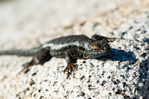 Western Fence Lizard Stock Photos, Pictures & Royalty-free Images - Istock