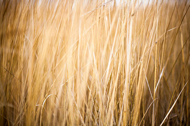 Free picture: A close-up of a dry grass stalk in a grassy meadow field ...