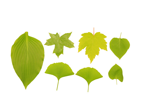 Collection Green Tree Leaves Isolated On White Background Stock Photo ... Collection Green Tree Leaves Isolated On White Background Stock Photo ...