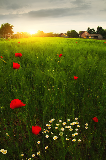 Poppies 수탁인이 데이지 꽃을 굴절률은 여름 위트 필드 해질녘까지 0명에 대한 스톡 사진 및 기타 이미지 0명