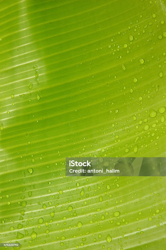 Tekstur Dan Detail Pola Daun Pisang Foto Stok Unduh Gambar Sekarang