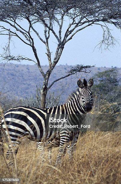 Zebra 인 사바나 우드랜즈 Akagera 국립 공원 중앙 아프리카 르완다에 0명에 대한 스톡 사진 및 기타 이미지 0명
