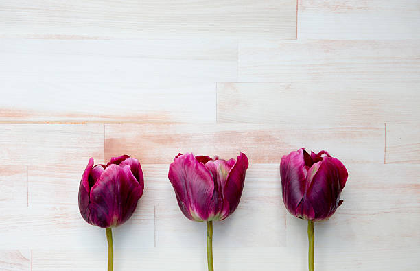 Three Flowers Pictures | Download Free Images on Unsplash