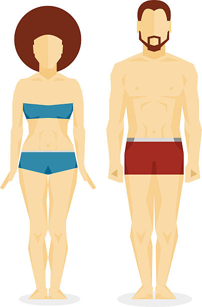 70 Anatomik Model Stock Illustrations Royalty Free Vector Graphics And Clip Art Istock