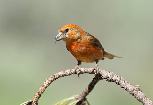 Free picture: red, crossbill, bird, loxia curvirostra