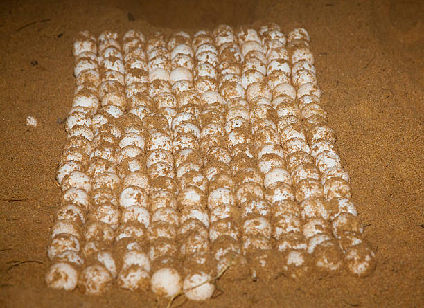 Free picture: loggerhead, sea, turtle, eggs