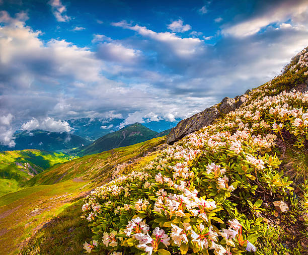 Alpine Wildflowers Blooming Above the Clouds in the Swiss Alps | Free ...