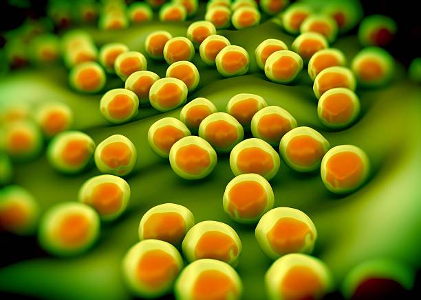 Free picture: staph, bacteria, one, common, skin, infections