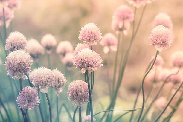999+ Pink Nature Pictures | Download Free Images on Unsplash