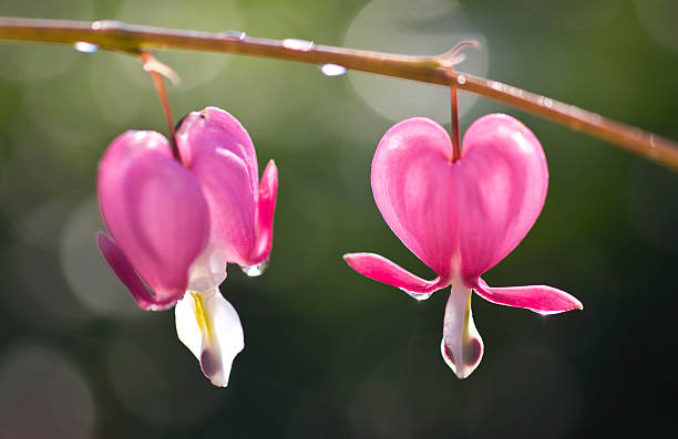 Watery Heart Flower Crying - Free photo on Pixabay