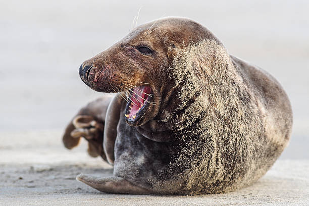Gray Seal Predator - Free photo on Pixabay