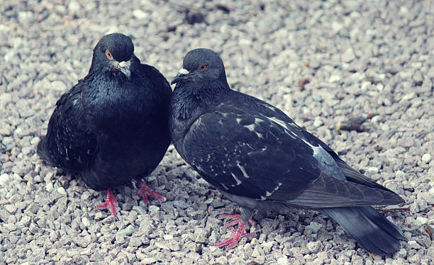 Free Stock Photo of Black Pigeon | Download Free Images and Free ...