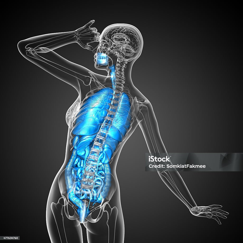 3 D Render Medizinische Illustration Der Menschliche Verdauungssystem ... 3 D Render Medizinische Illustration Der Menschliche Verdauungssystem ...