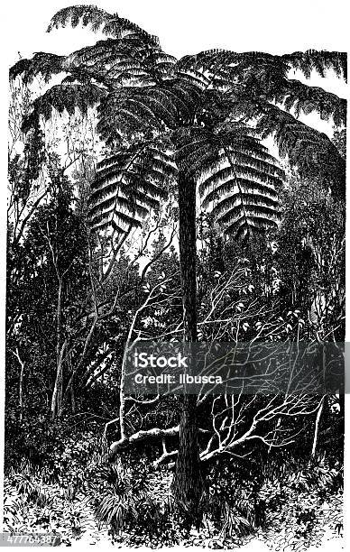 Ilustrasi Antik Pohon Ilustrasi Stok Unduh Gambar Sekarang Amerika