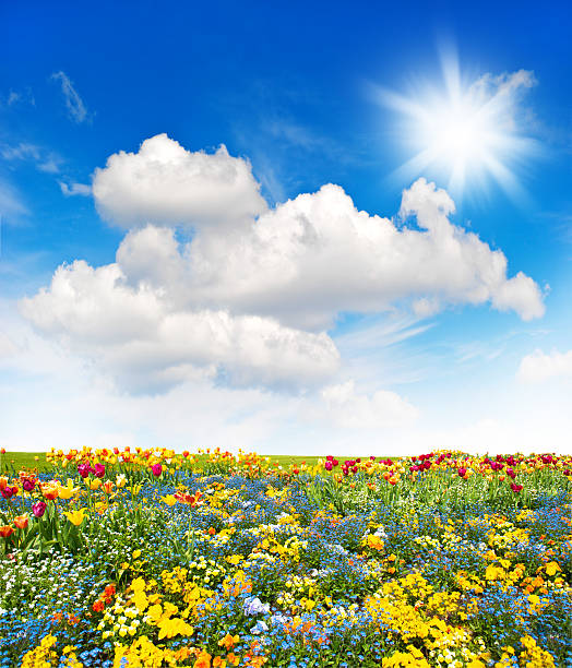 Free Stock Photo of Field of Blue Flowers Under Cloudy Sky | Download ...