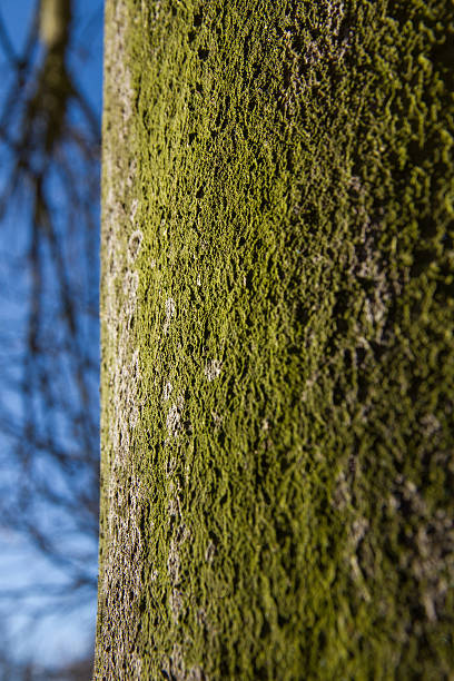 Tronco De Arbol Pictures | Download Free Images on Unsplash